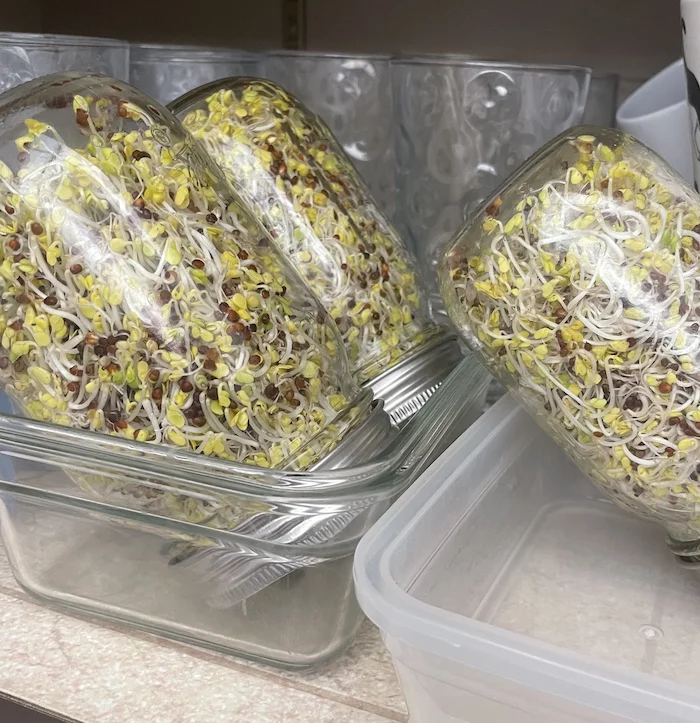How To Grow Broccoli Sprouts At Home (Easy Method)